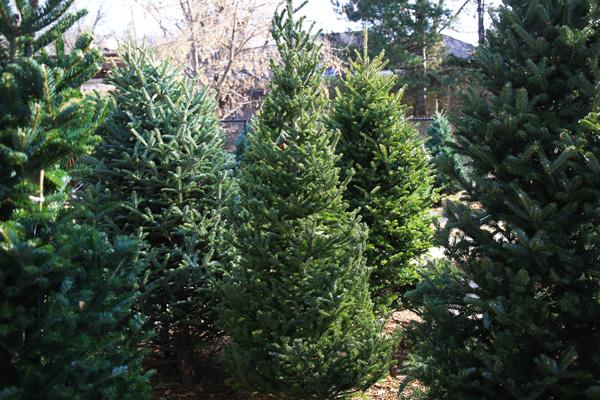 Garden Calendar and Lawn Maintenance | Earl May