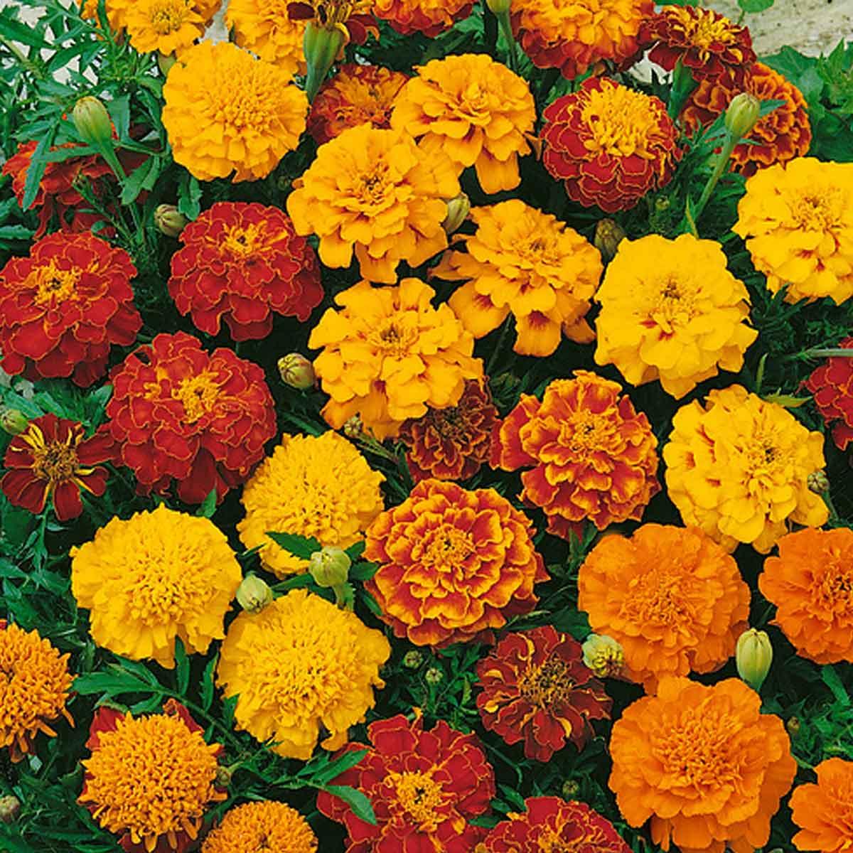 Marigold - Dwarf Mixed Seeds