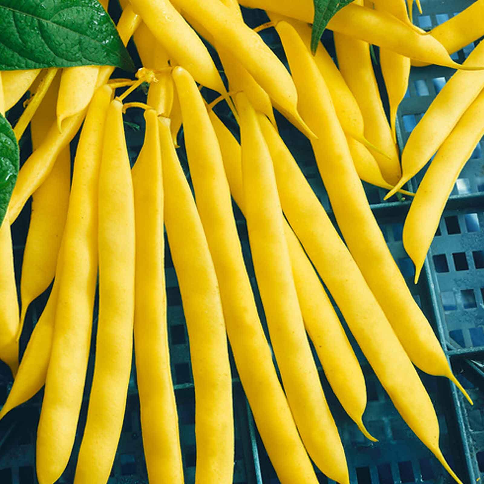 Bean - Bush Cherokee Golden Wax Seeds