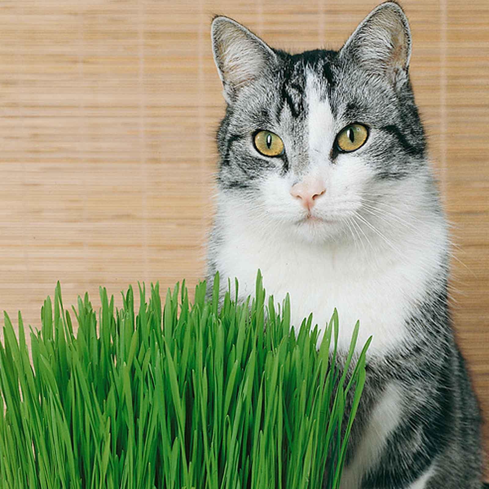 Cat Grass - Avena Sativa Seeds