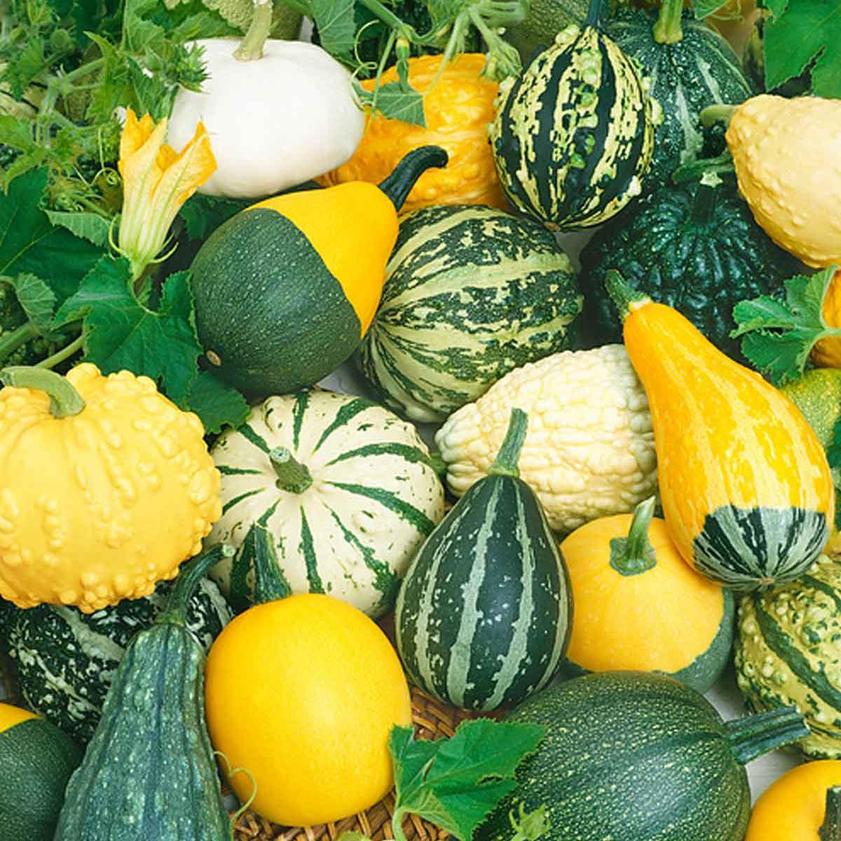 Gourds - Small Kinds Mixed Seeds