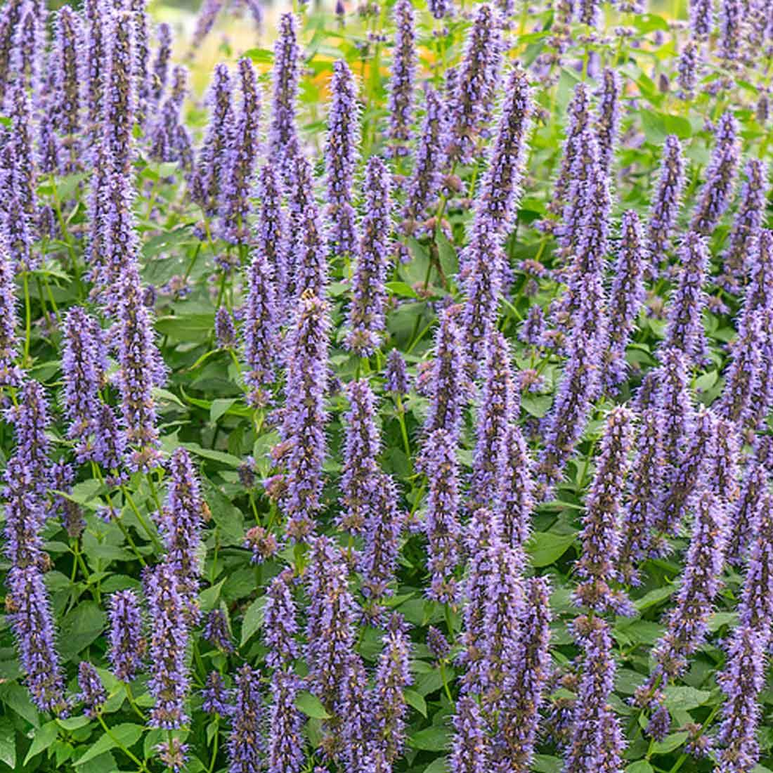 Lavender - Hyssop Seeds