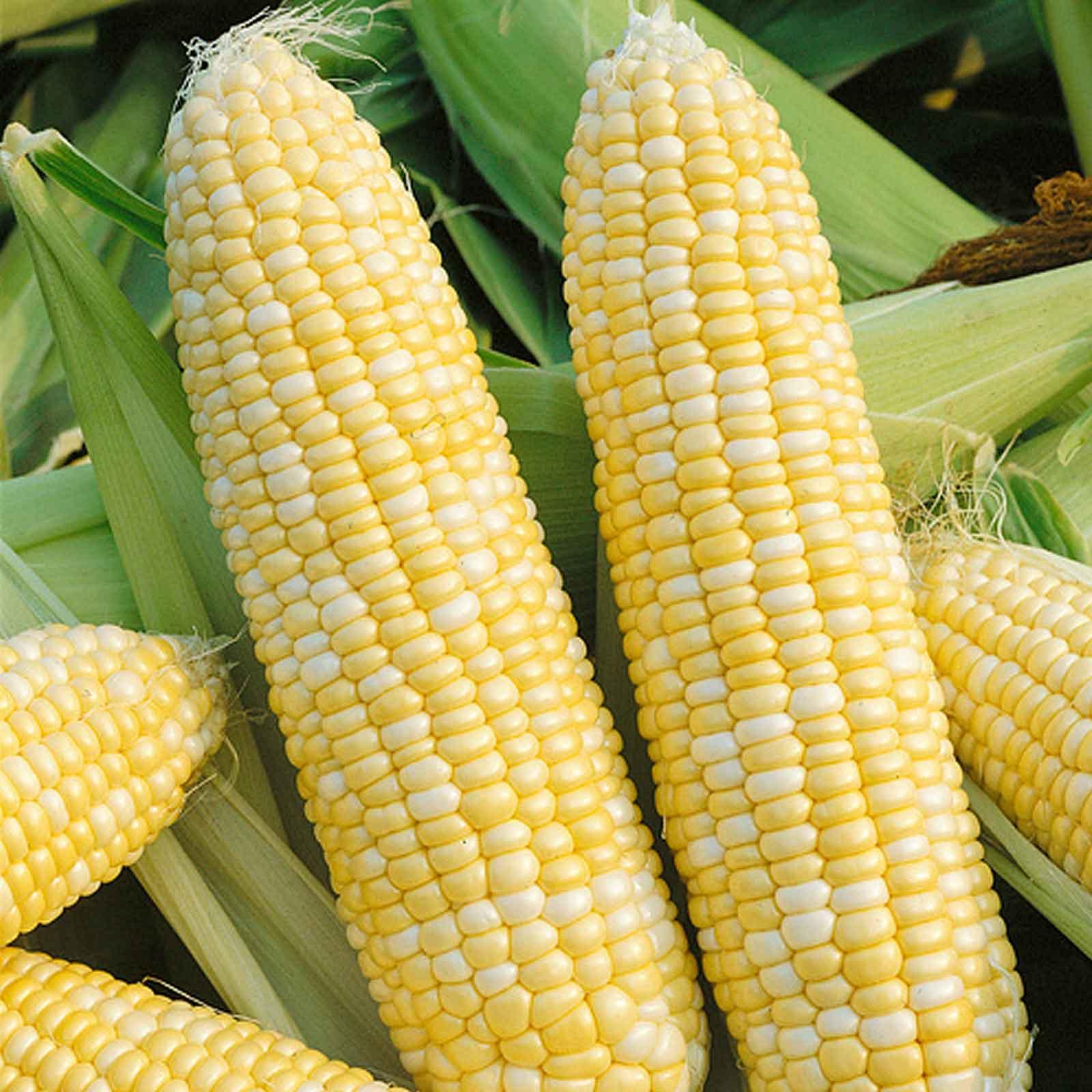 Corn - Honey 'N Pearl Hybrid Seeds