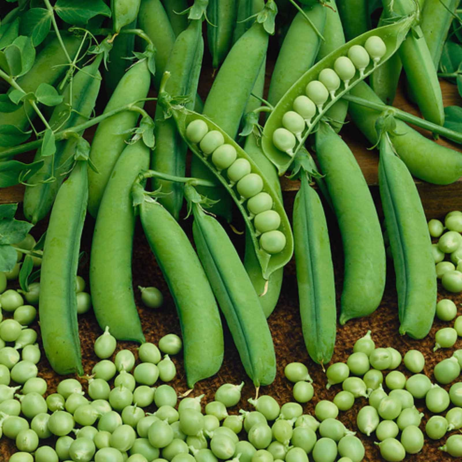 Peas - Little Marvel Seeds