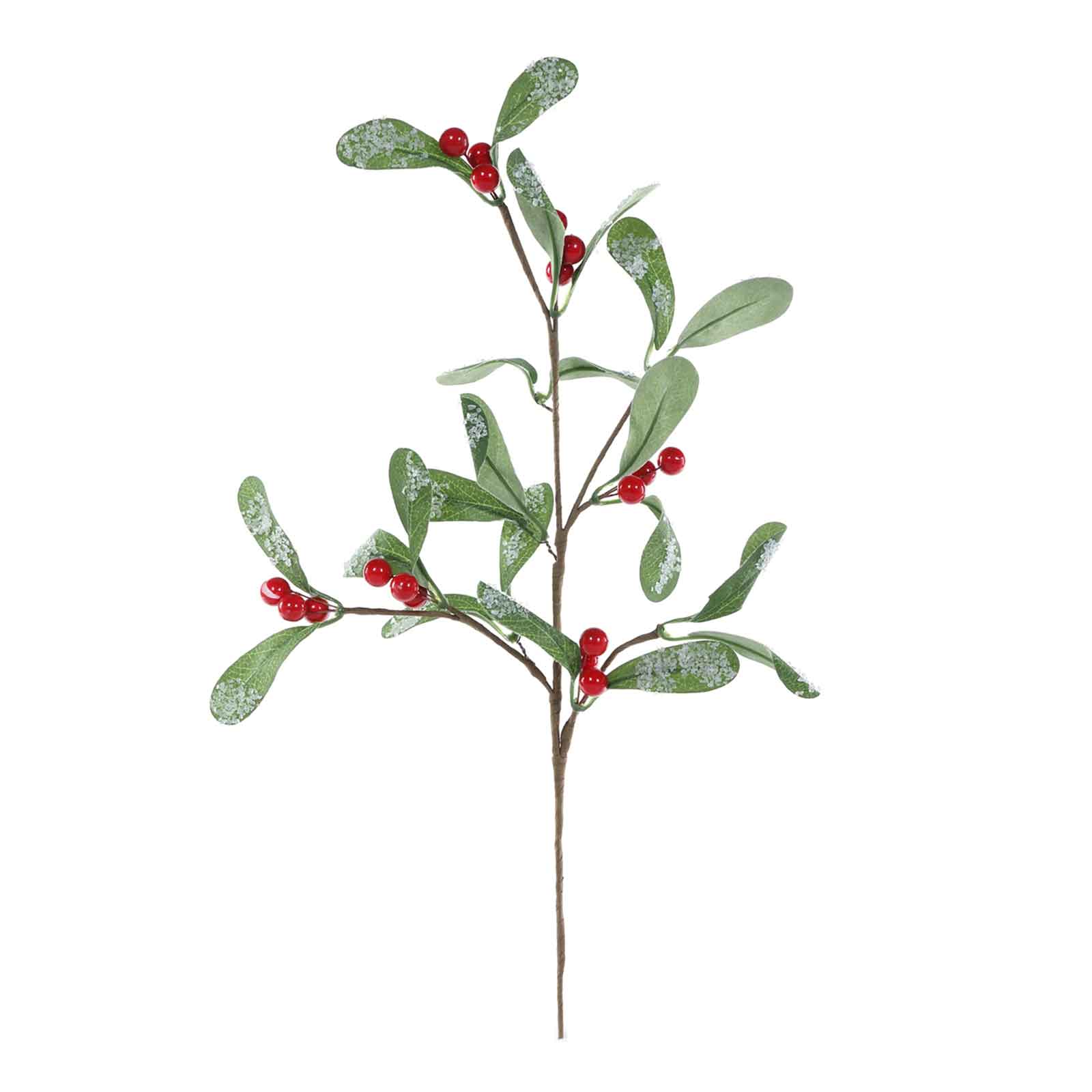 Mistletoe Plant With Red Berries