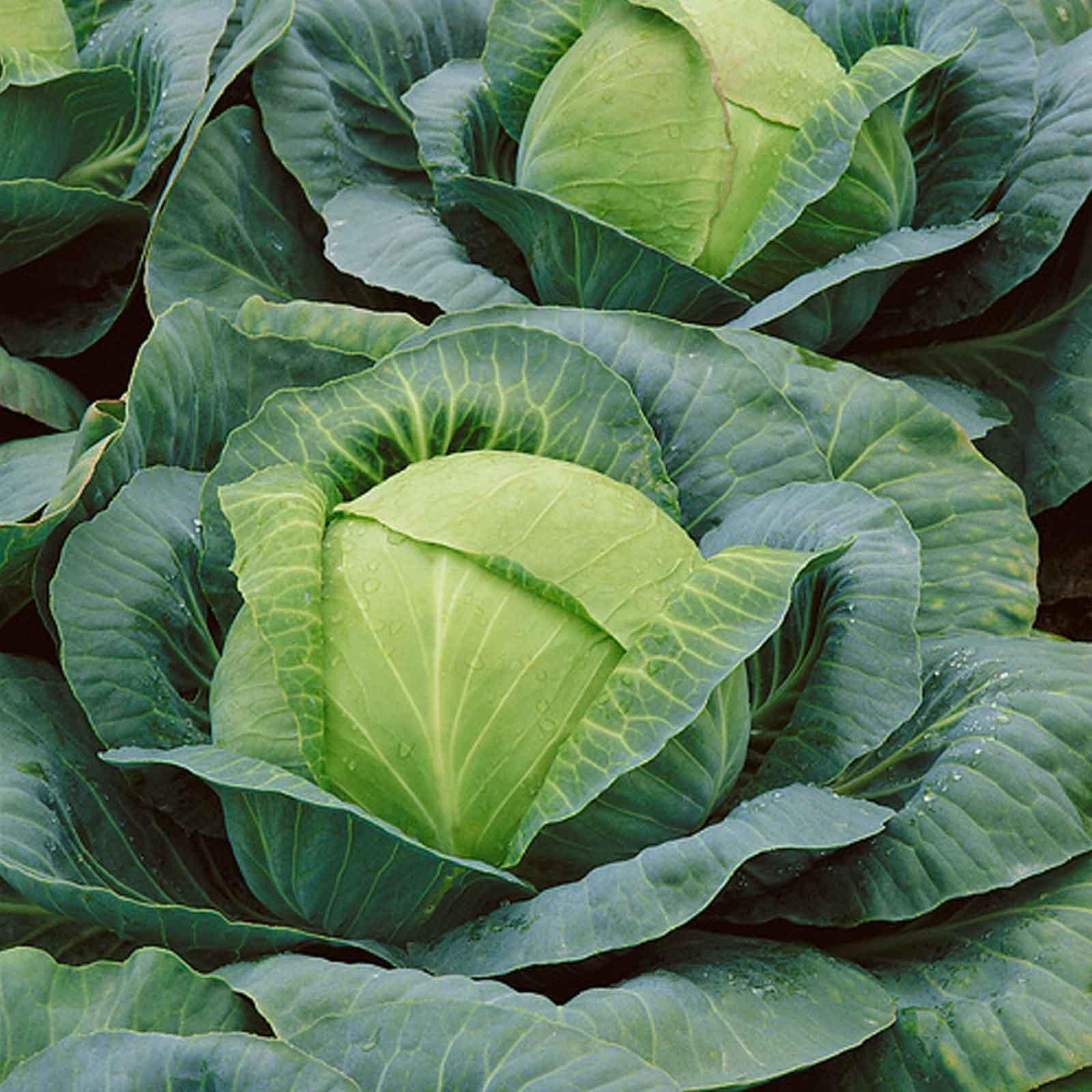 Cabbage - Copenhagen Market Seeds