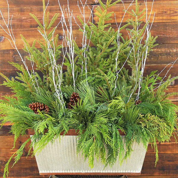 Galvanized Box with Spruce Tops Arrangement - Ship to Store - Pickup In ...