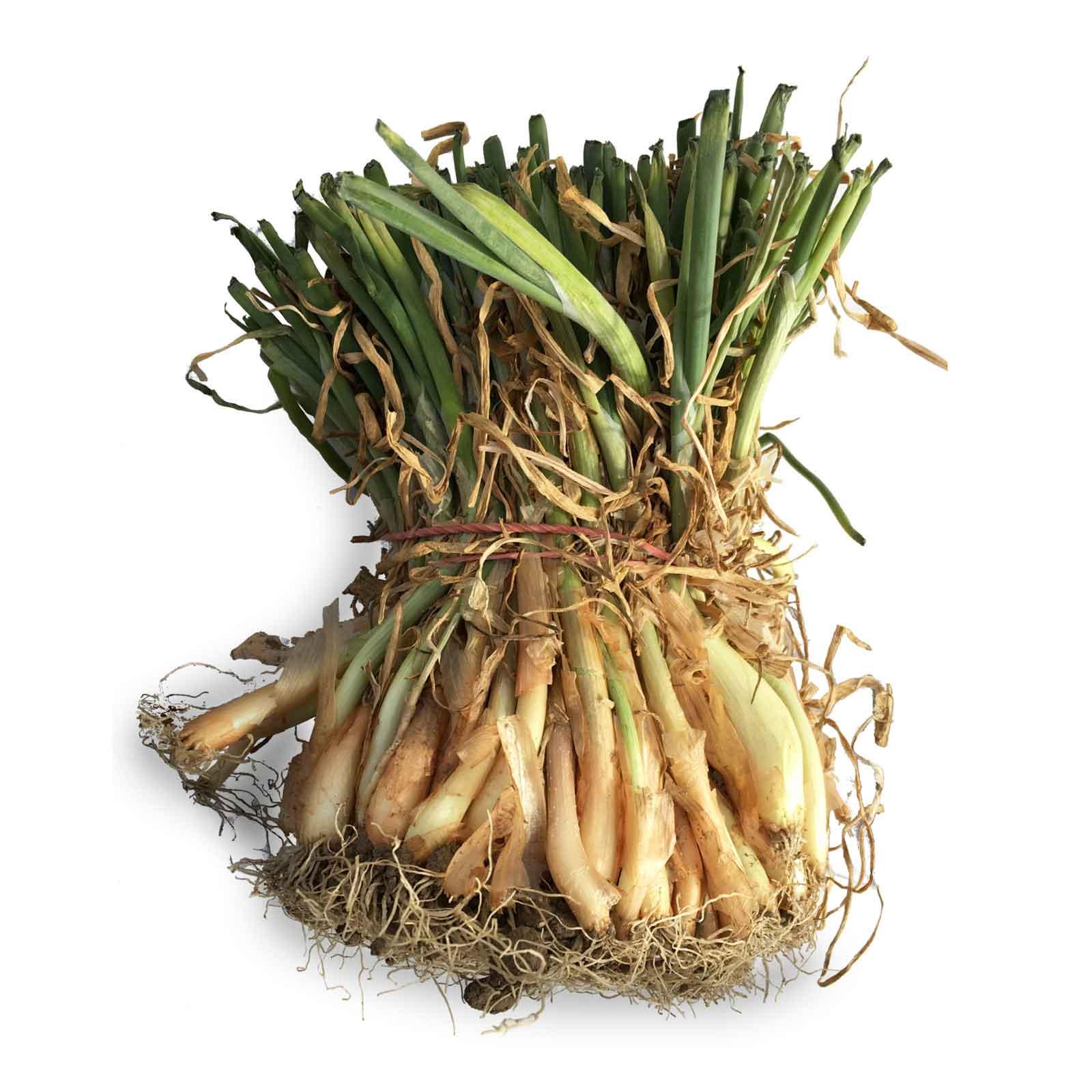 Texas Sweet Onion Seed