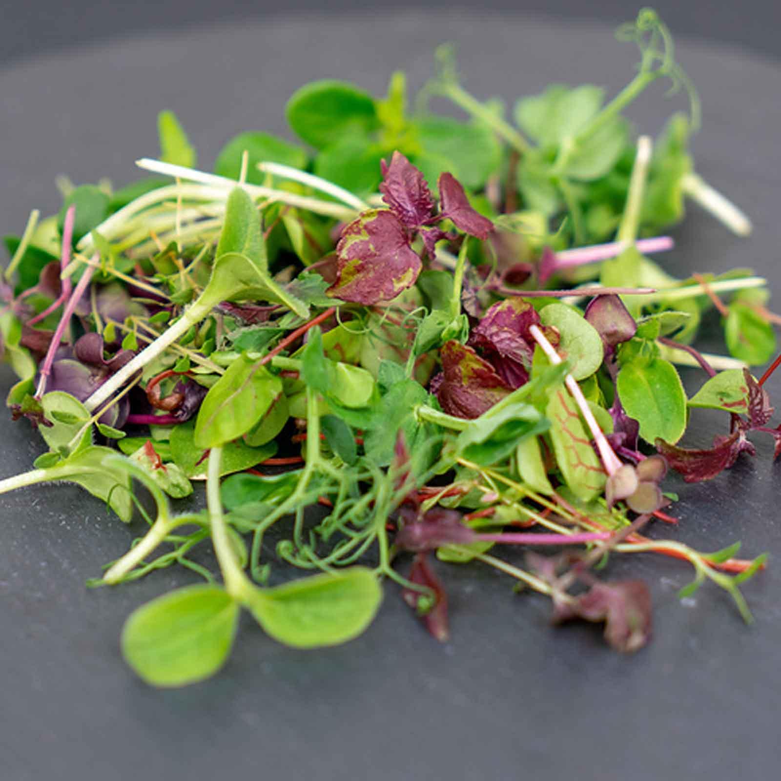 Microgreens - Spicy Mix Seeds
