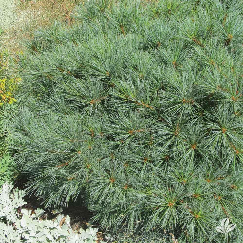 Pine, Blue Shag | Earl May Garden Center