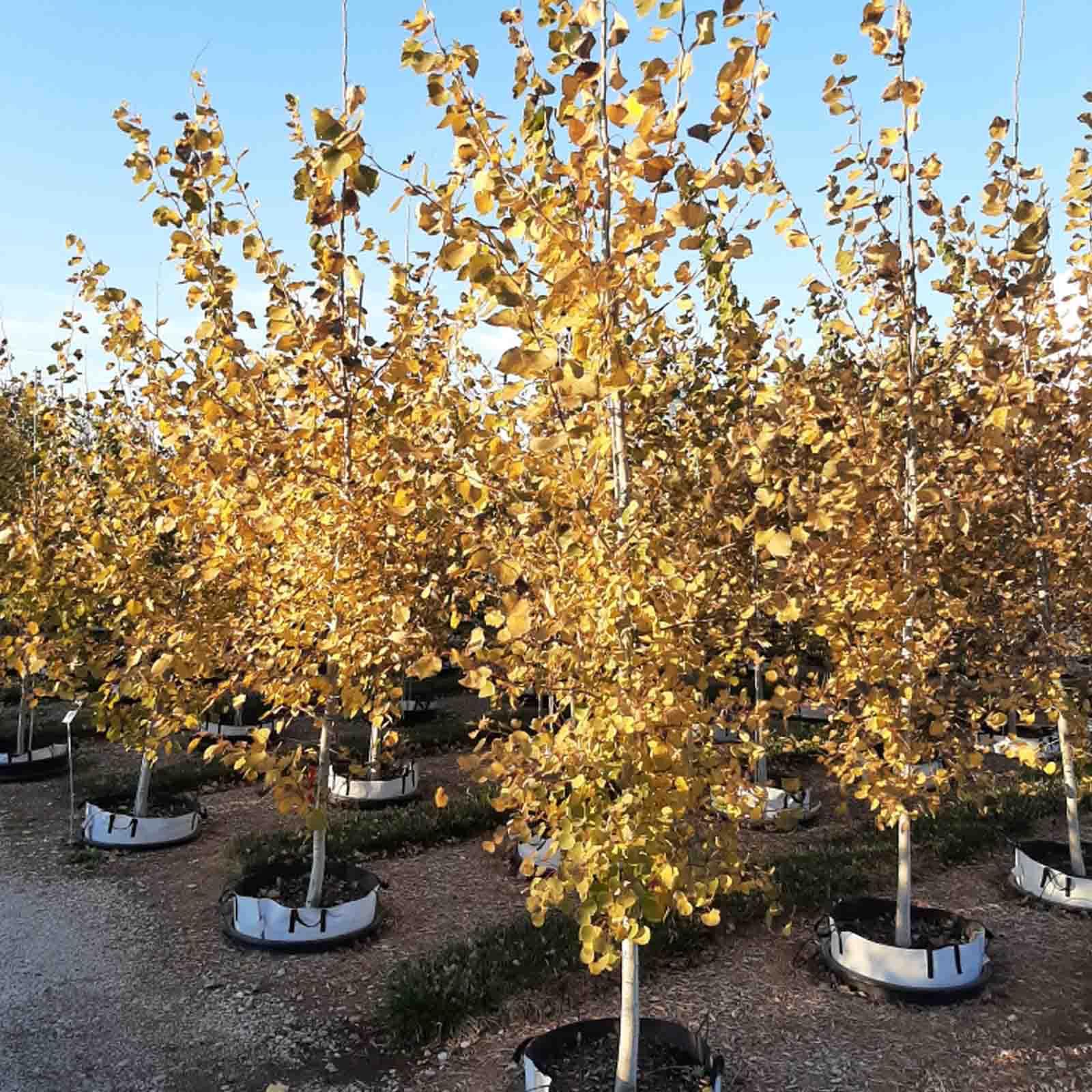 Aspen, Prairie Gold® | Earl May Garden Center