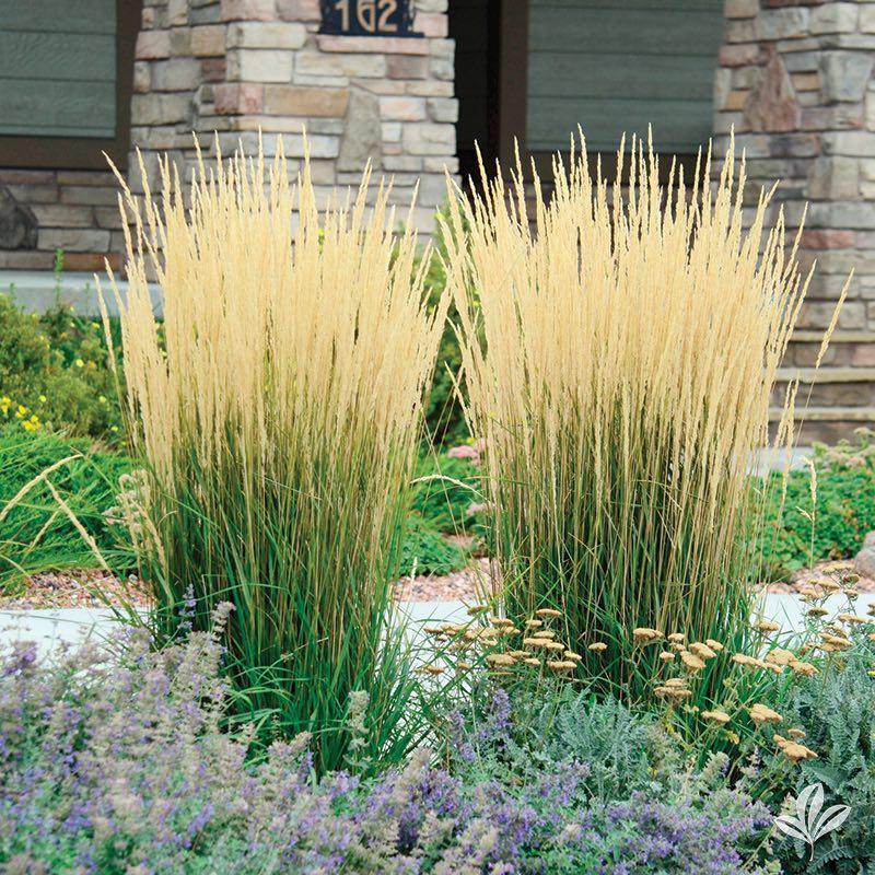 Karl Foerster Feather Reed Grass Earl May Garden Center