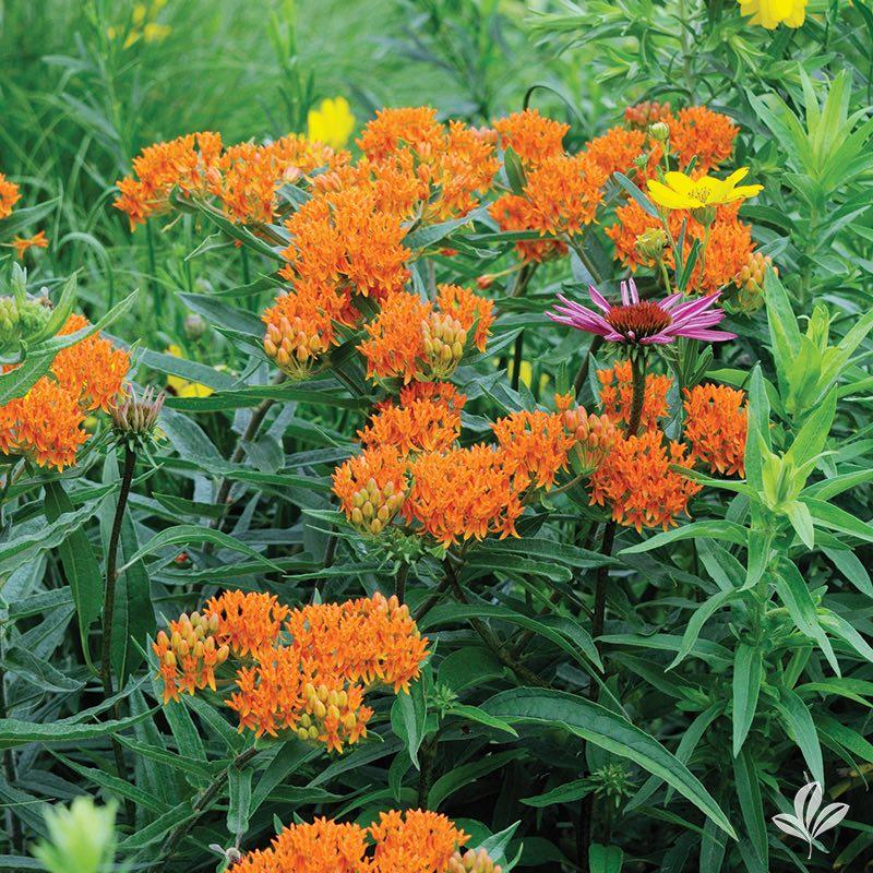 Butterfly Milkweed | Earl May Garden Center