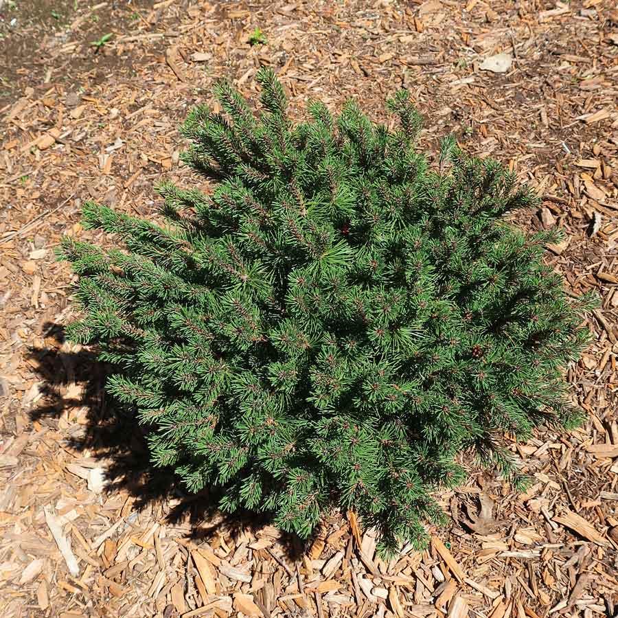 Mugo Pine, Slowmound | Earl May Garden Center