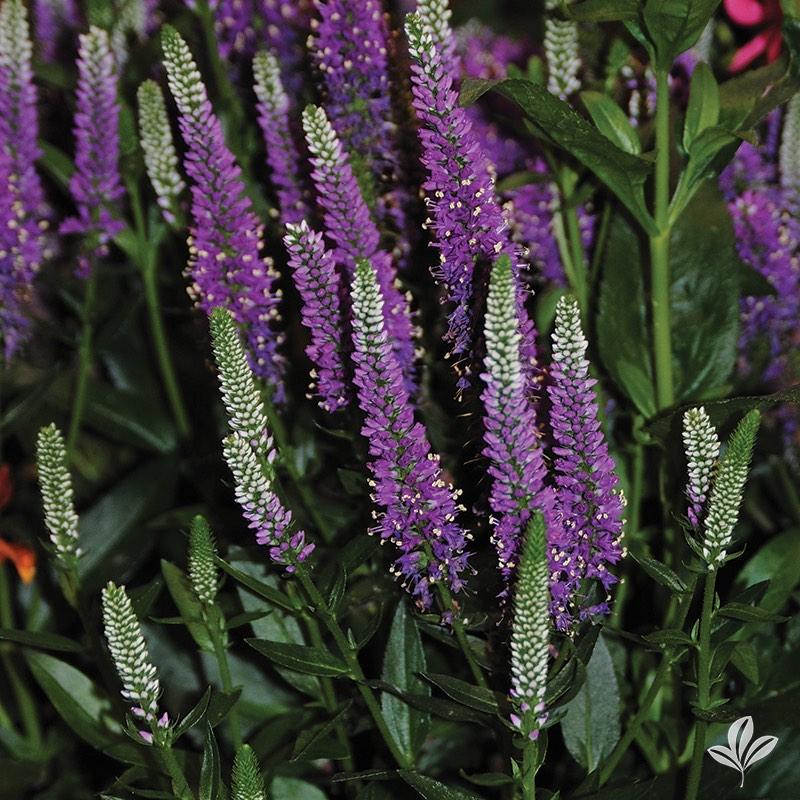 Veronica, Very Van Gogh | Earl May Garden Center