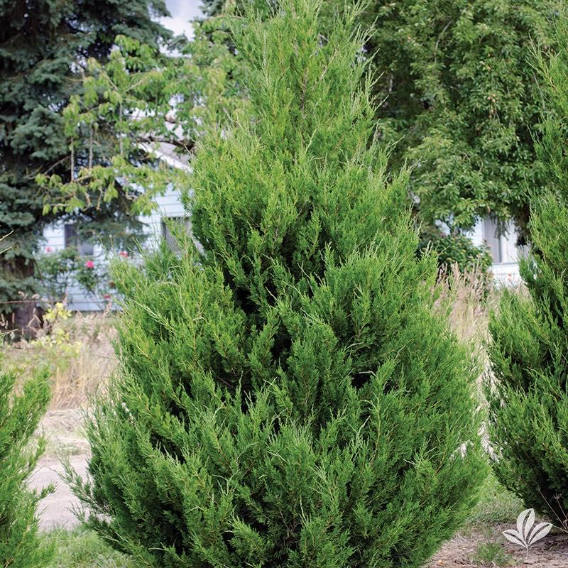 Juniper, Spartan | Earl May