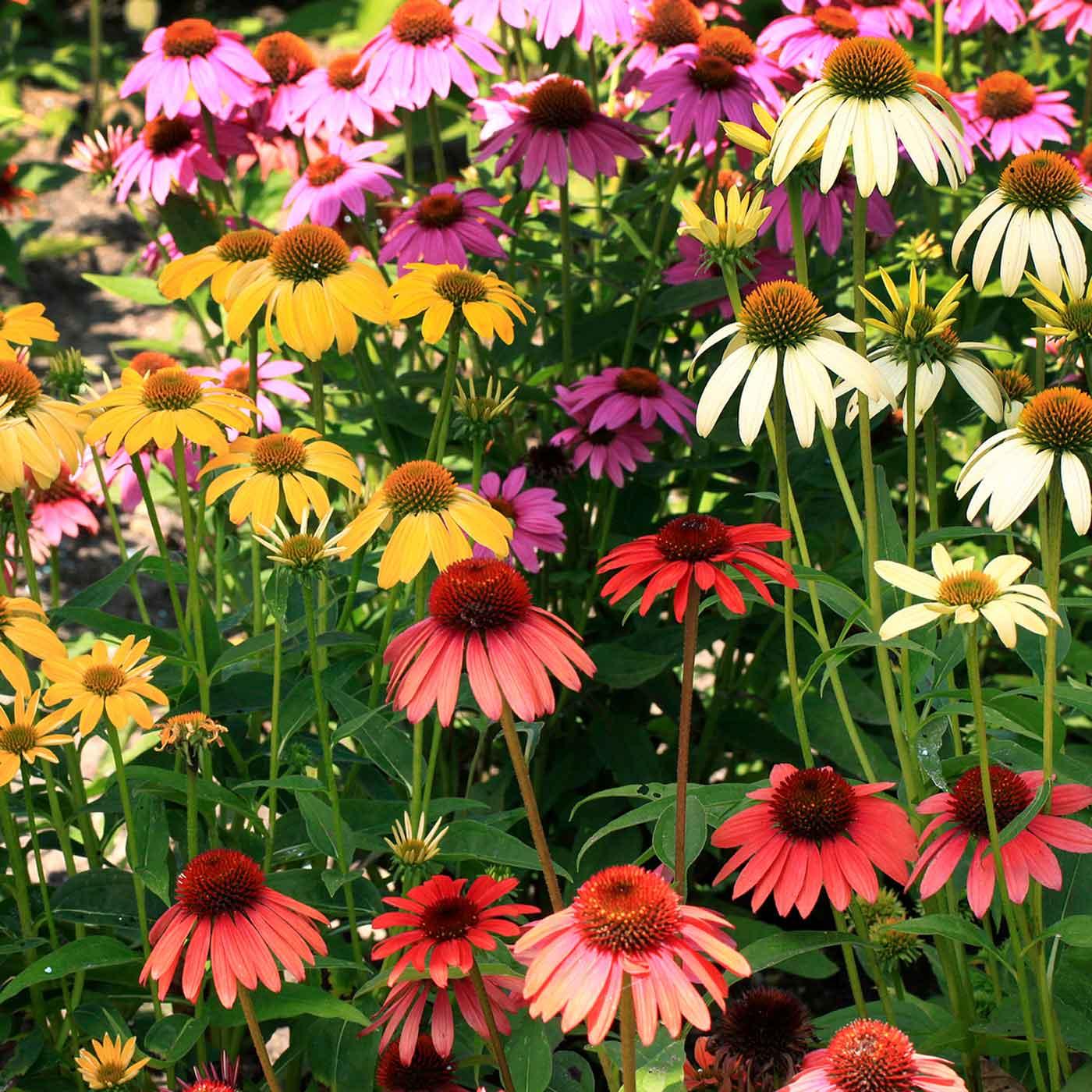 Coneflower, Cheyenne Spirit | Earl May Garden Center