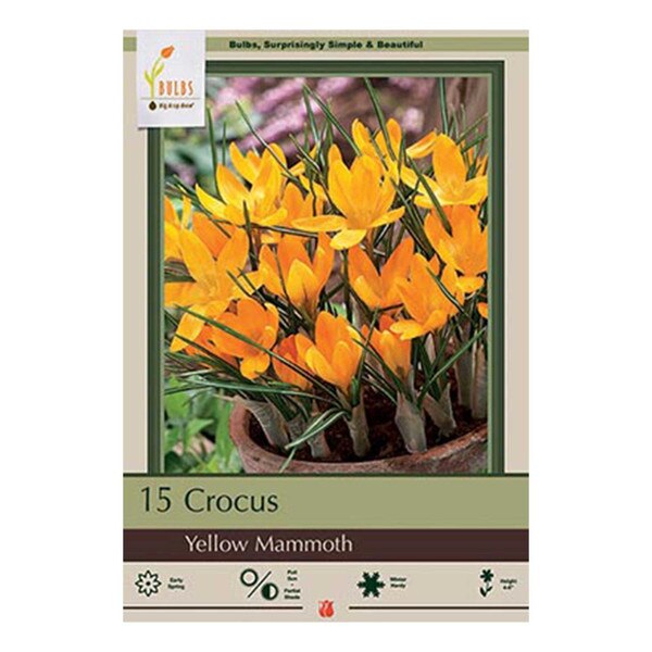 Crocus, Yellow Mammouth Pkg of 12 | Earl May