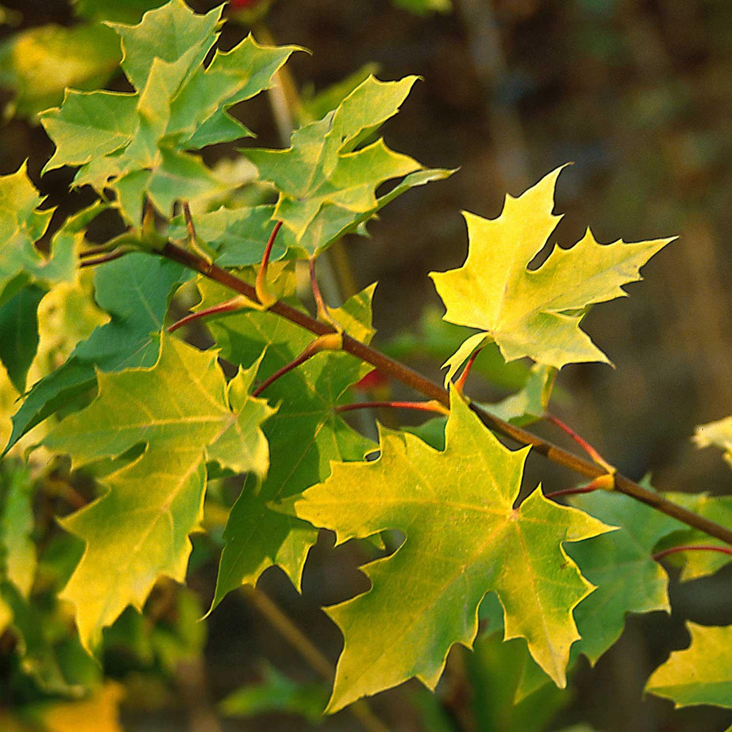Maple, Princeton Gold® | Earl May Garden Center