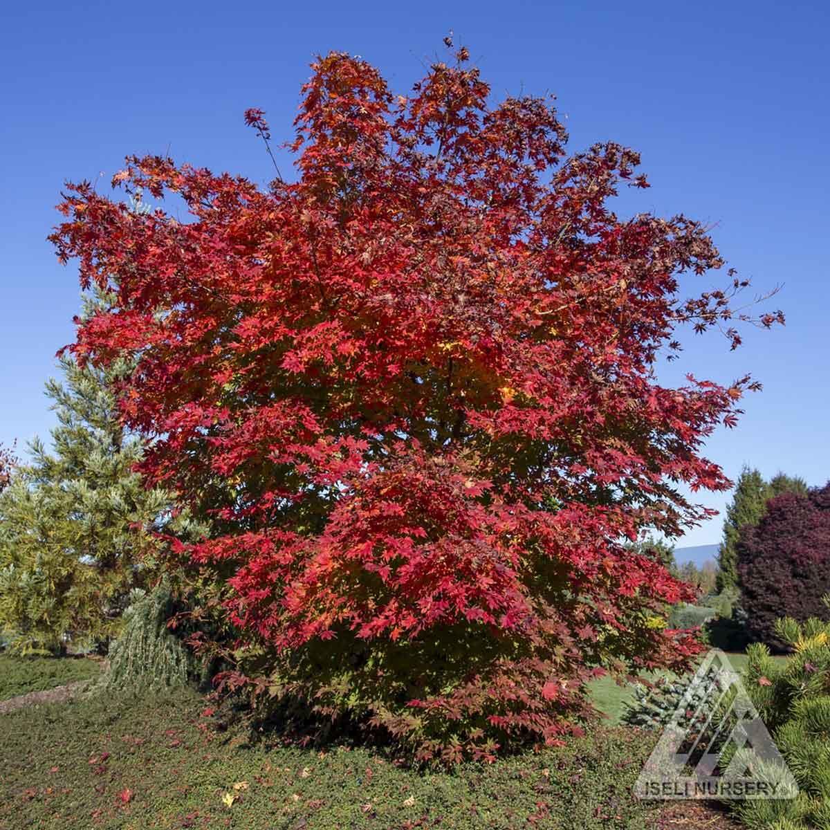 Maple, North Wind® | Earl May