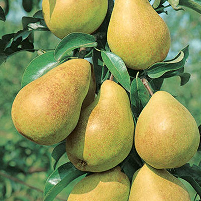 Luscious Semi-Dwarf Pear Tree | Earl May Garden Center