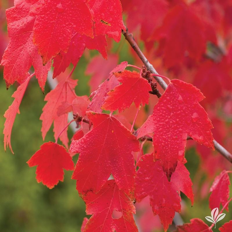 Maple, Sun Valley | Earl May Garden Center
