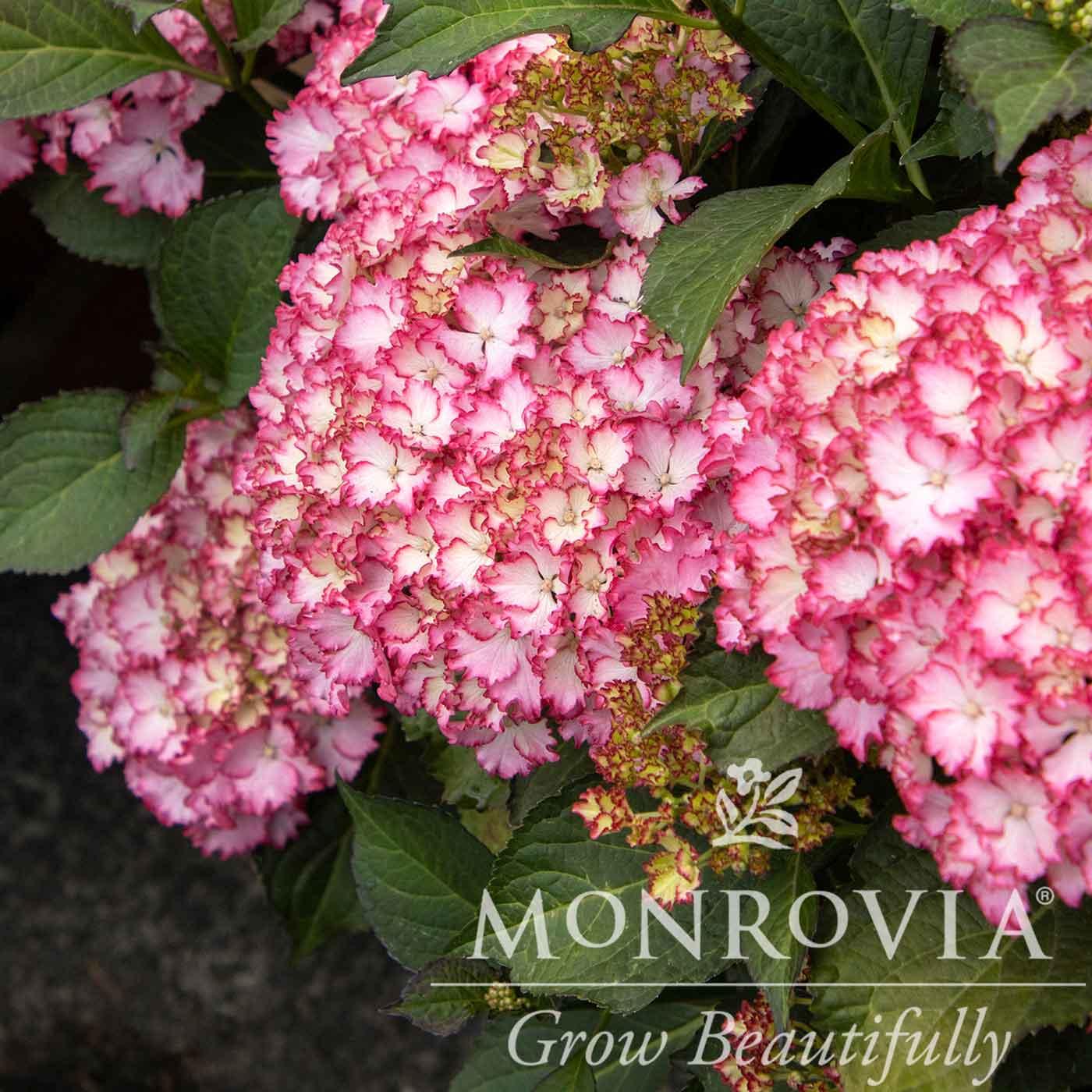 Hydrangea, Seaside Serenade® Fire Island | Earl May Garden Center