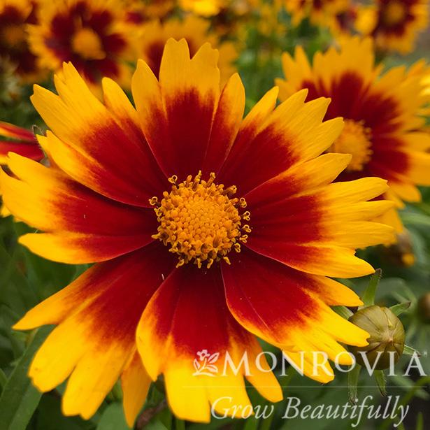 Coreopsis, UPTICK™ Gold & Bronze | Earl May Garden Center