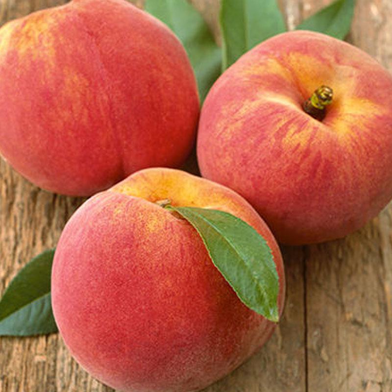 Reliance Semi-Dwarf Peach Tree | Earl May Garden Center