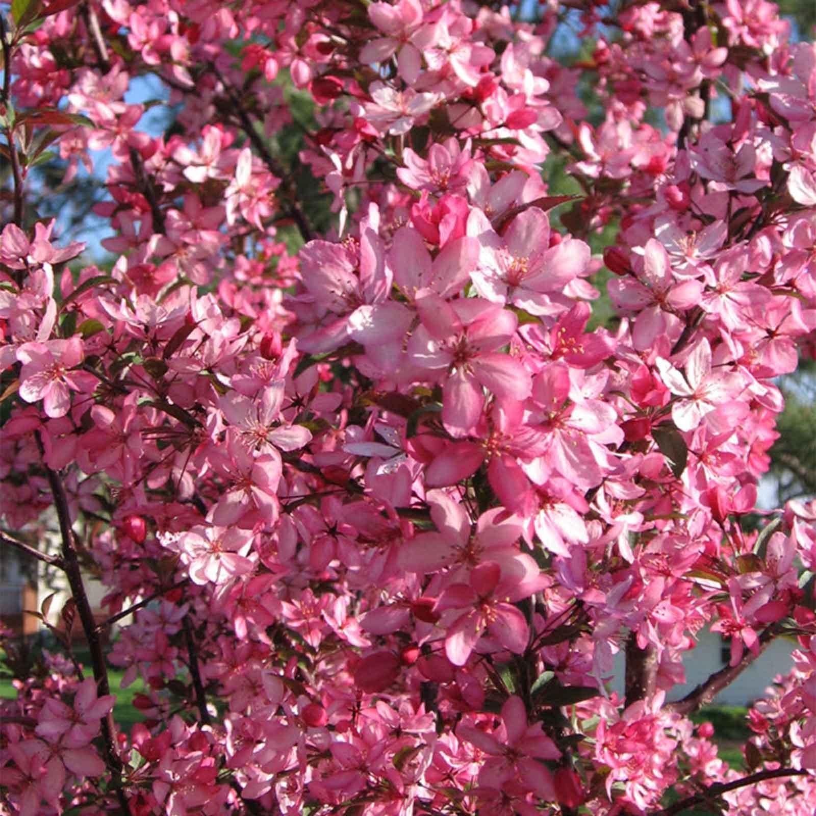 Crabapple, Royal Raindrops® | Earl May Garden Center