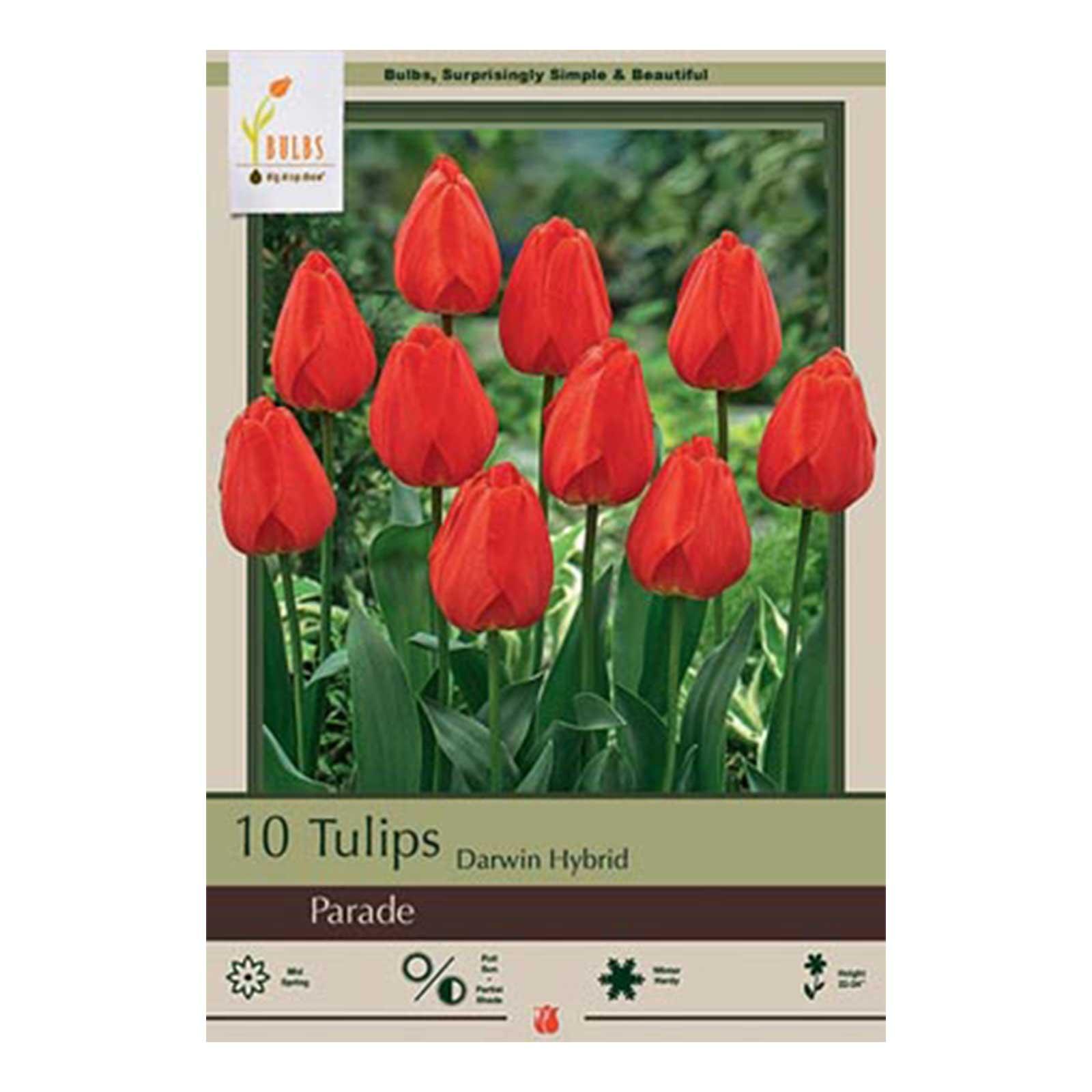 Tulip, Parade Pkg of 10 | Earl May