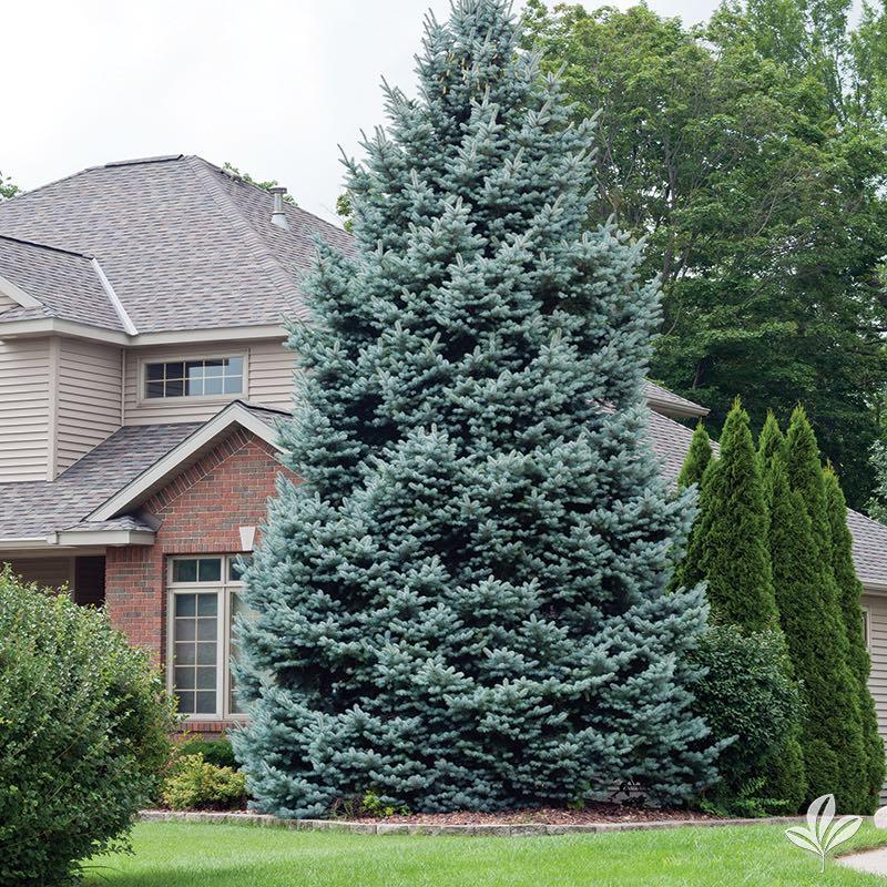 Spruce, Colorado Blue | Earl May Garden Center