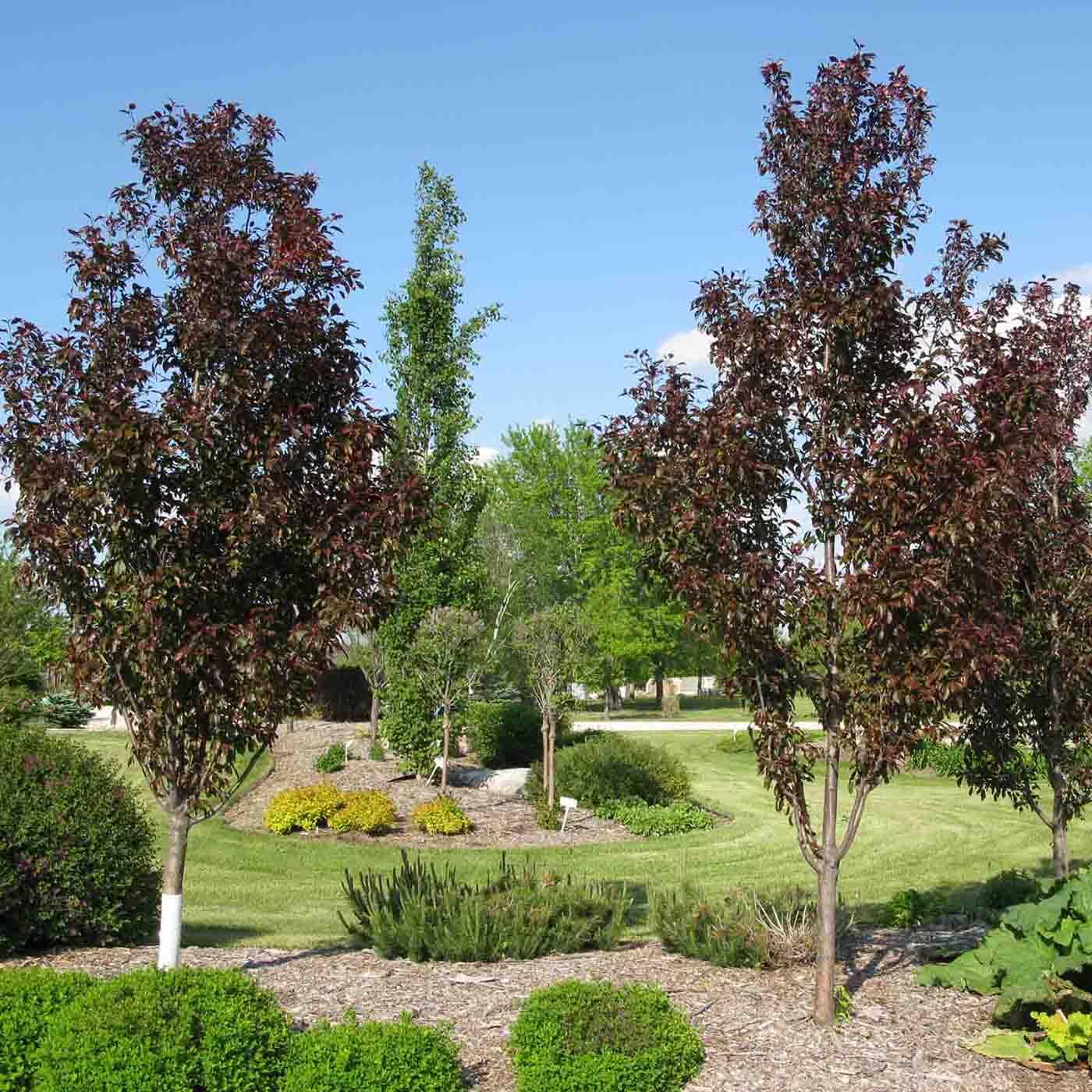 Crabapple, Gladiator™ | Earl May