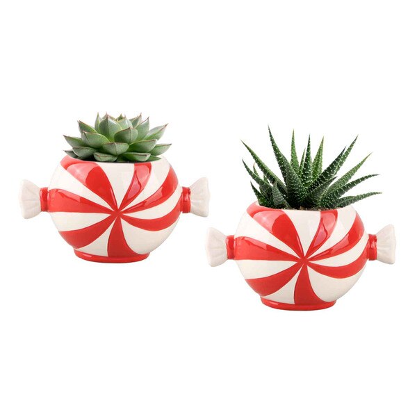 Holiday - Mini Succulent in Ceramic Peppermint Pot | Earl May