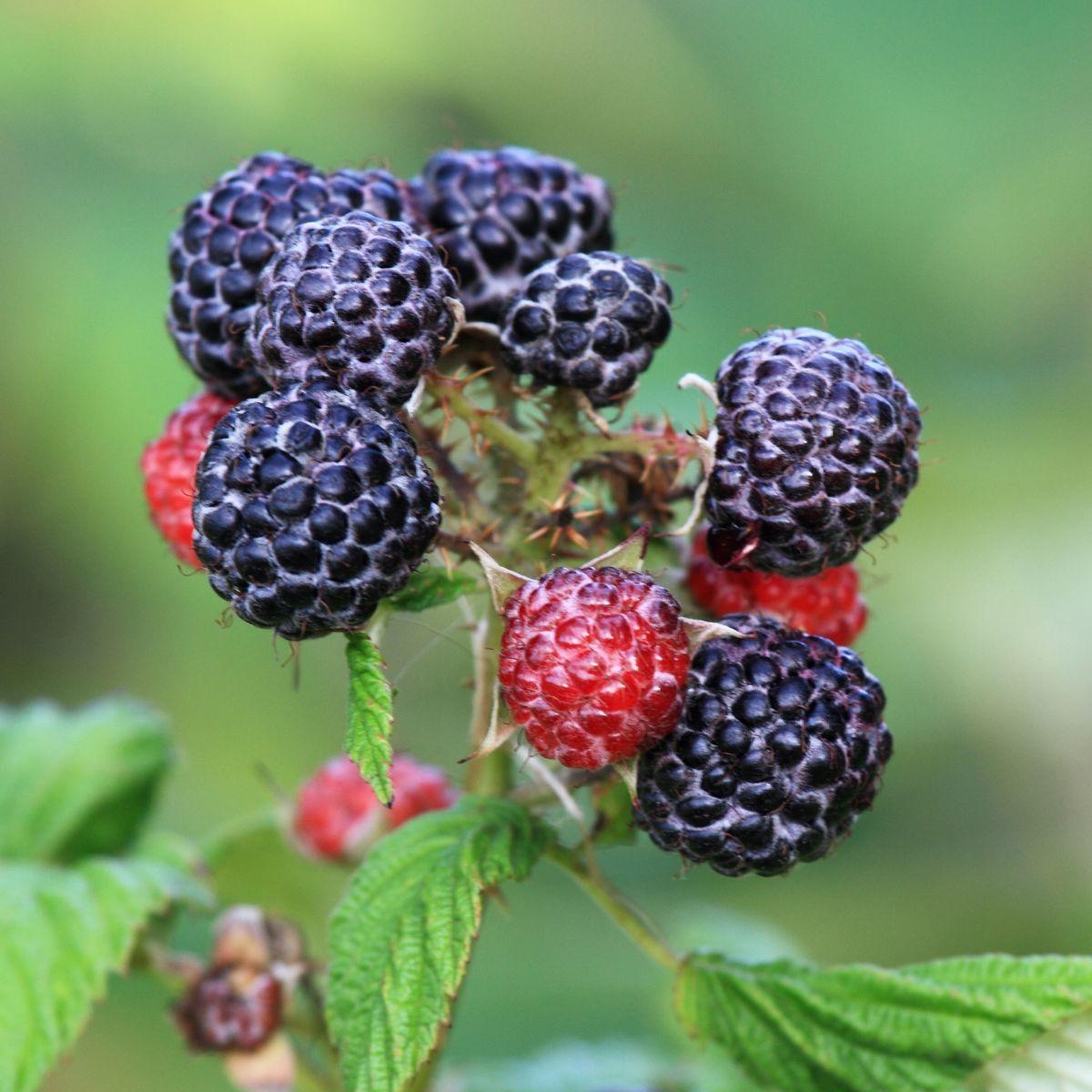 Jewel Black Raspberry | Earl May Garden Center