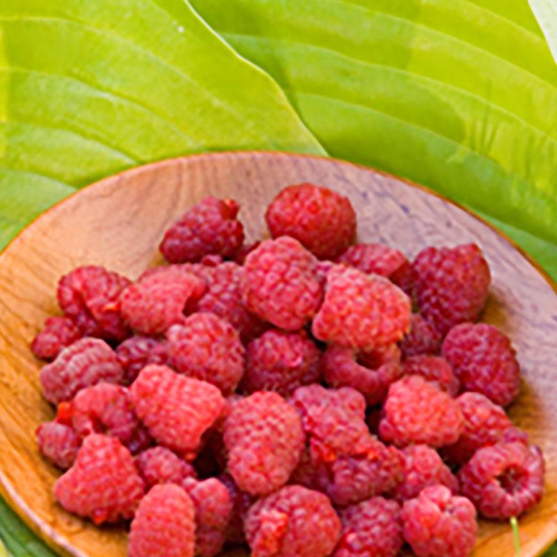 Heritage Red Raspberry | Earl May Garden Center