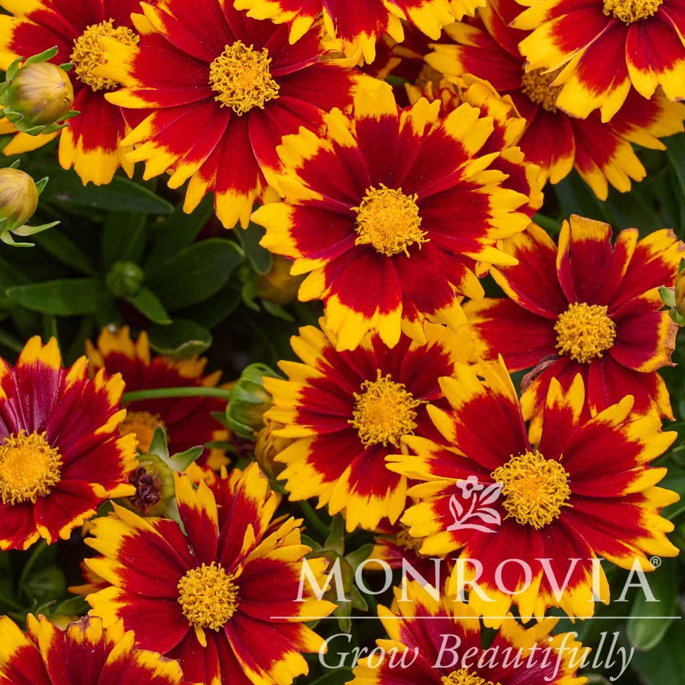 Coreopsis, UPTICK™ Red | Earl May Garden Center