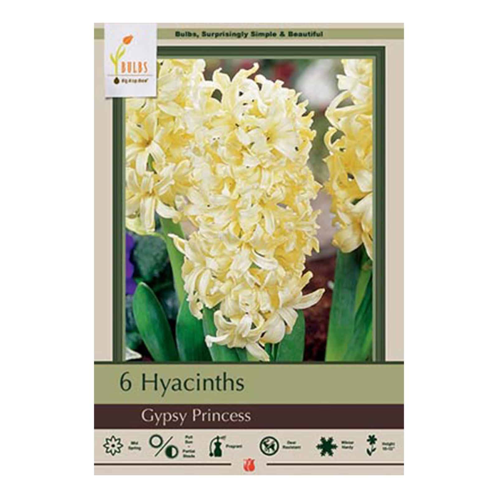 Hyacinth Gypsy Princess - Pkg of 5 | Earl May
