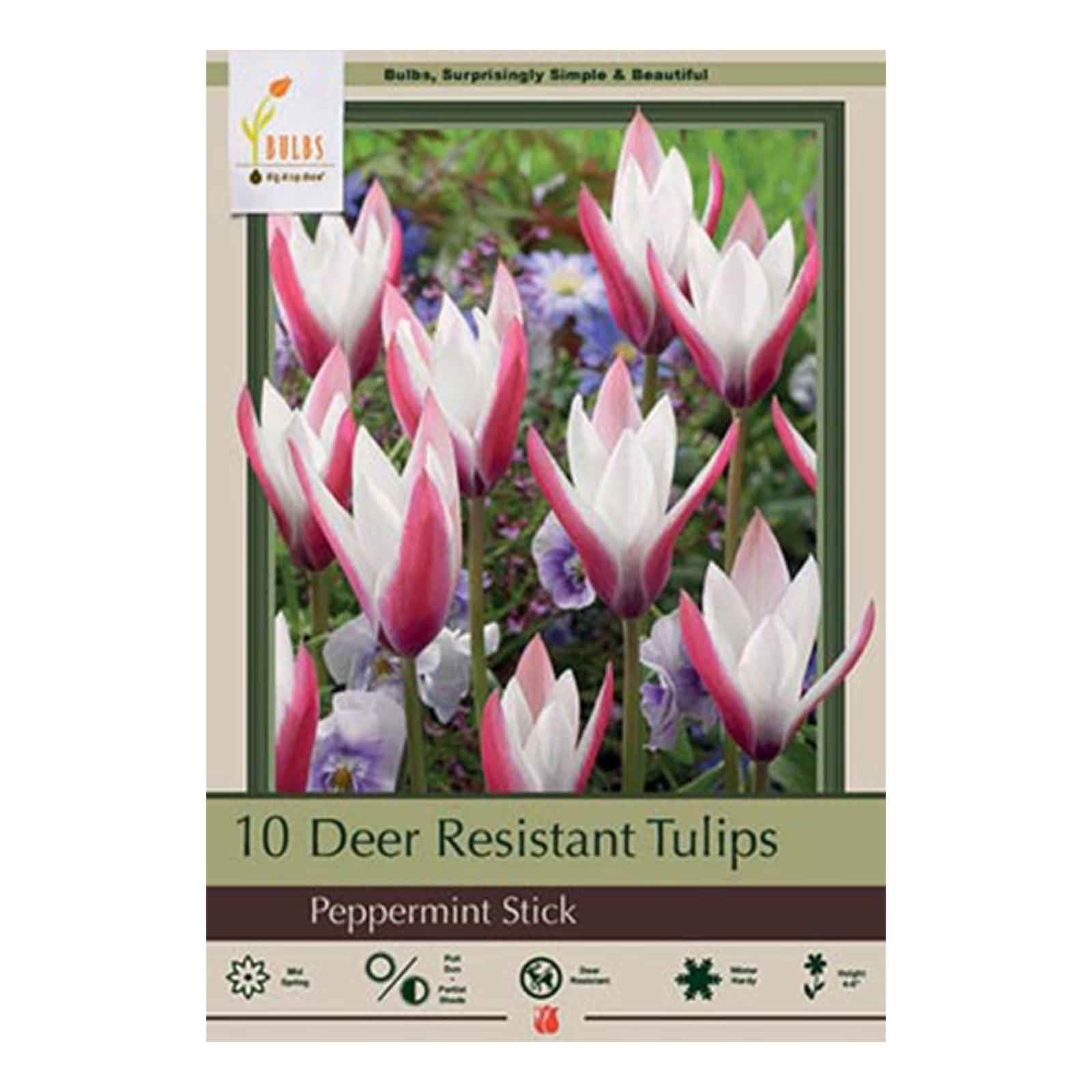 Tulip Peppermint Stick - Pkg of 9 | Earl May