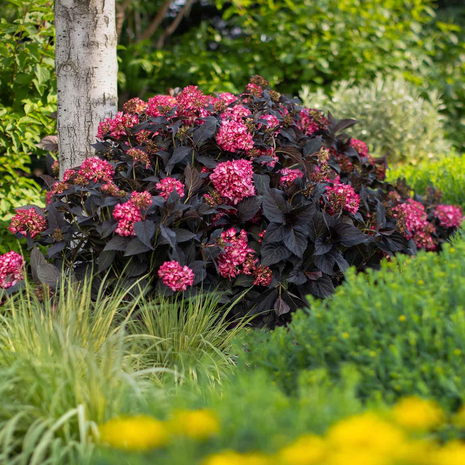 Hydrangea, Eclipse | Earl May Garden Center