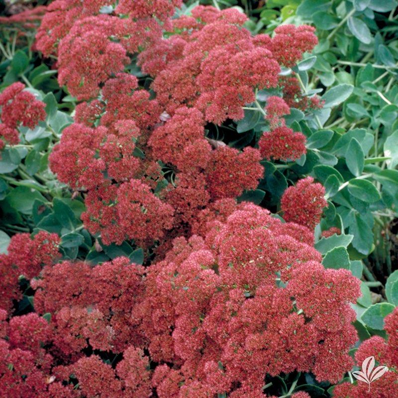 Sedum, Autumn Fire | Earl May Garden Center