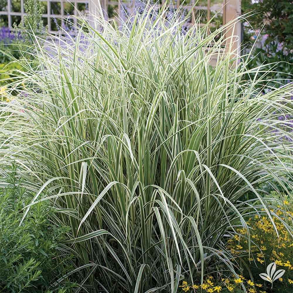 Variegated Japanese Silver Grass | Earl May Garden Center