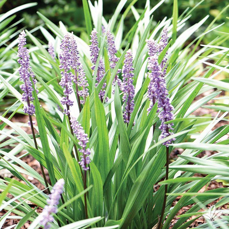 Liriope Big Blue Earl May Garden Center