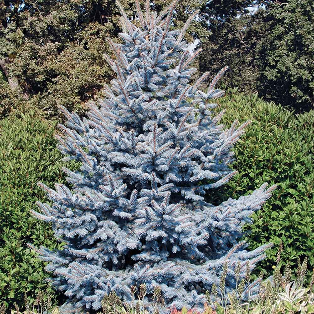 Spruce, Fat Albert | Earl May Garden Center