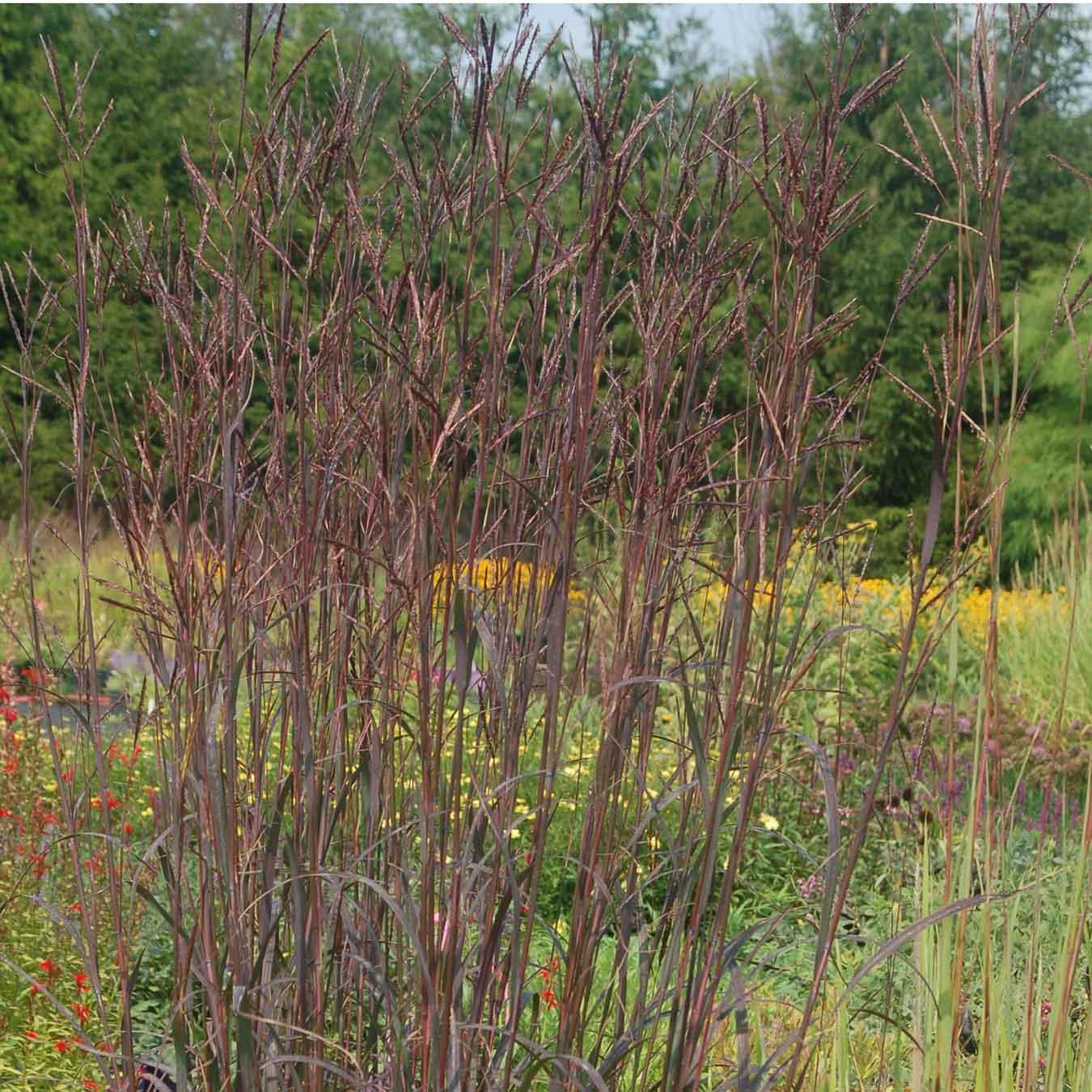 Blackhawks Big Bluestem Grass | Earl May Garden Center