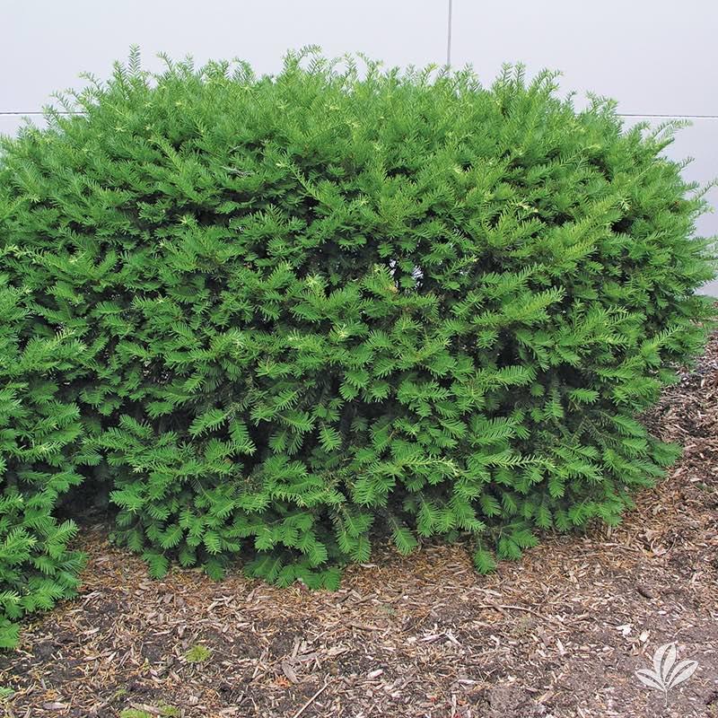 Yew, Dense | Earl May Garden Center