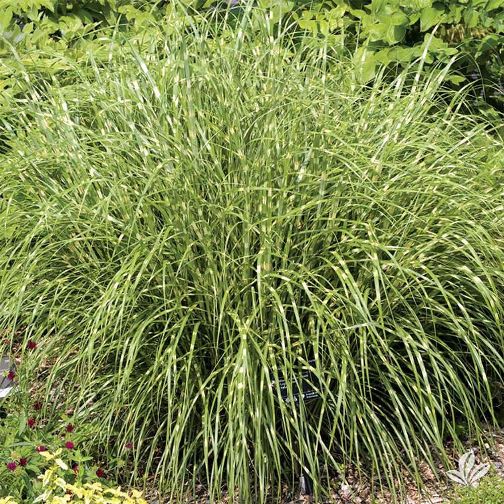 Little Zebra Grass | Earl May Garden Center