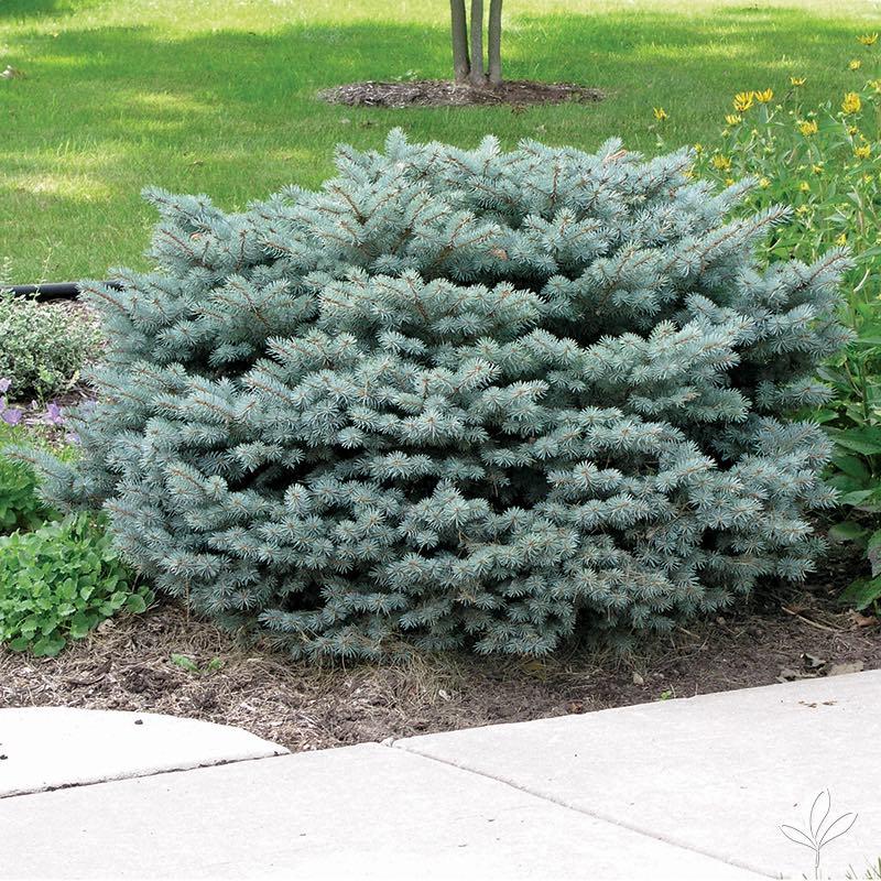 Spruce, Dwarf Blue Globe | Earl May Garden Center