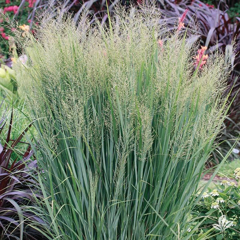 Northwind Switch Grass | Earl May Garden Center