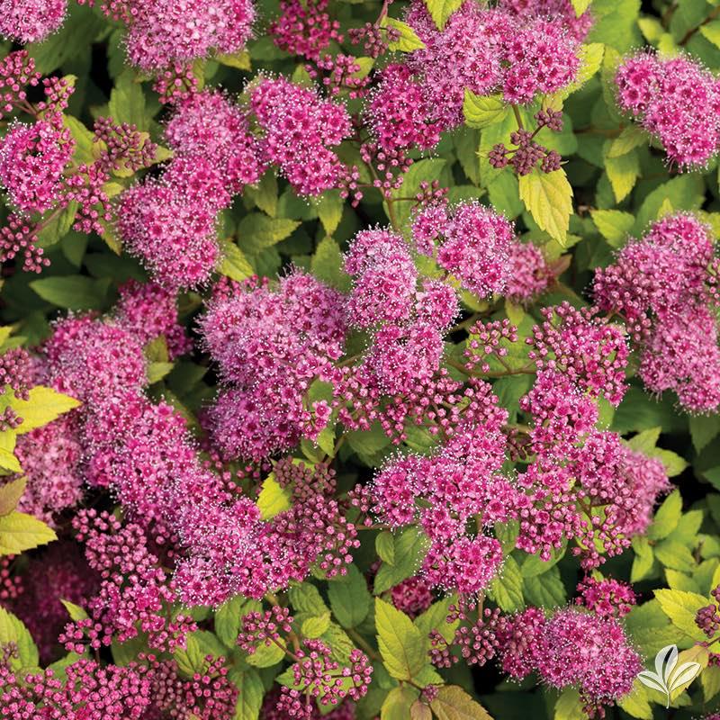 Spirea, Magic Carpet® | Earl May Garden Center